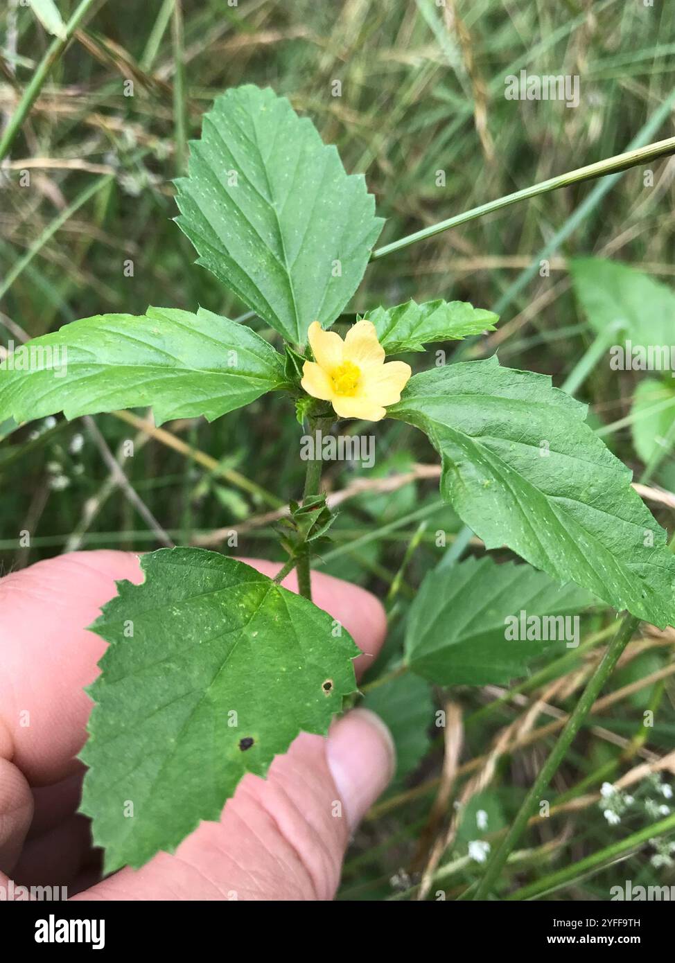 three-lobe false mallow (Malvastrum coromandelianum Stock Photo - Alamy