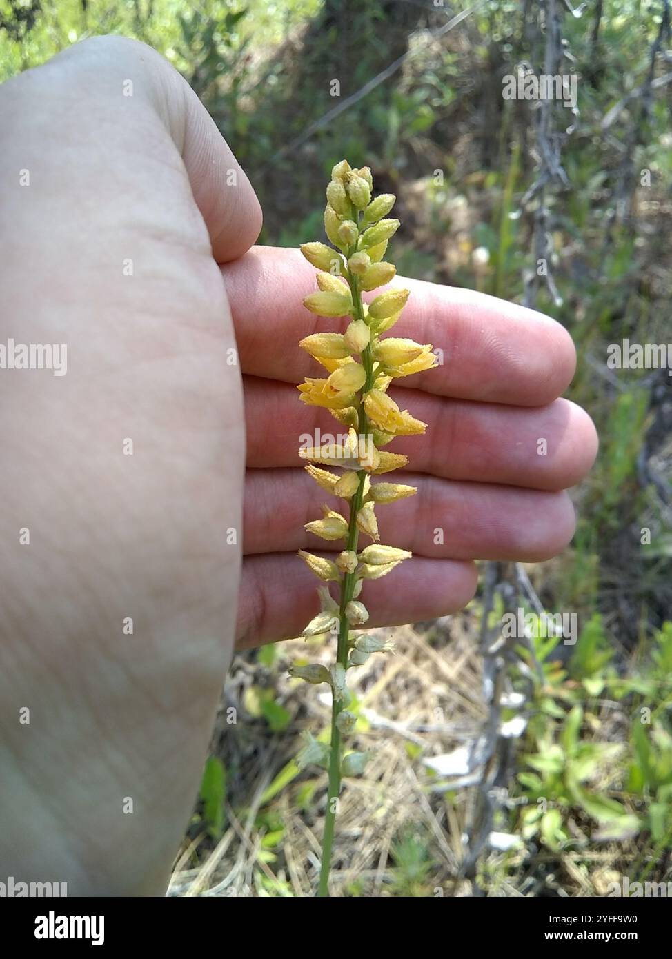 Aletris lutea hi-res stock photography and images - Alamy