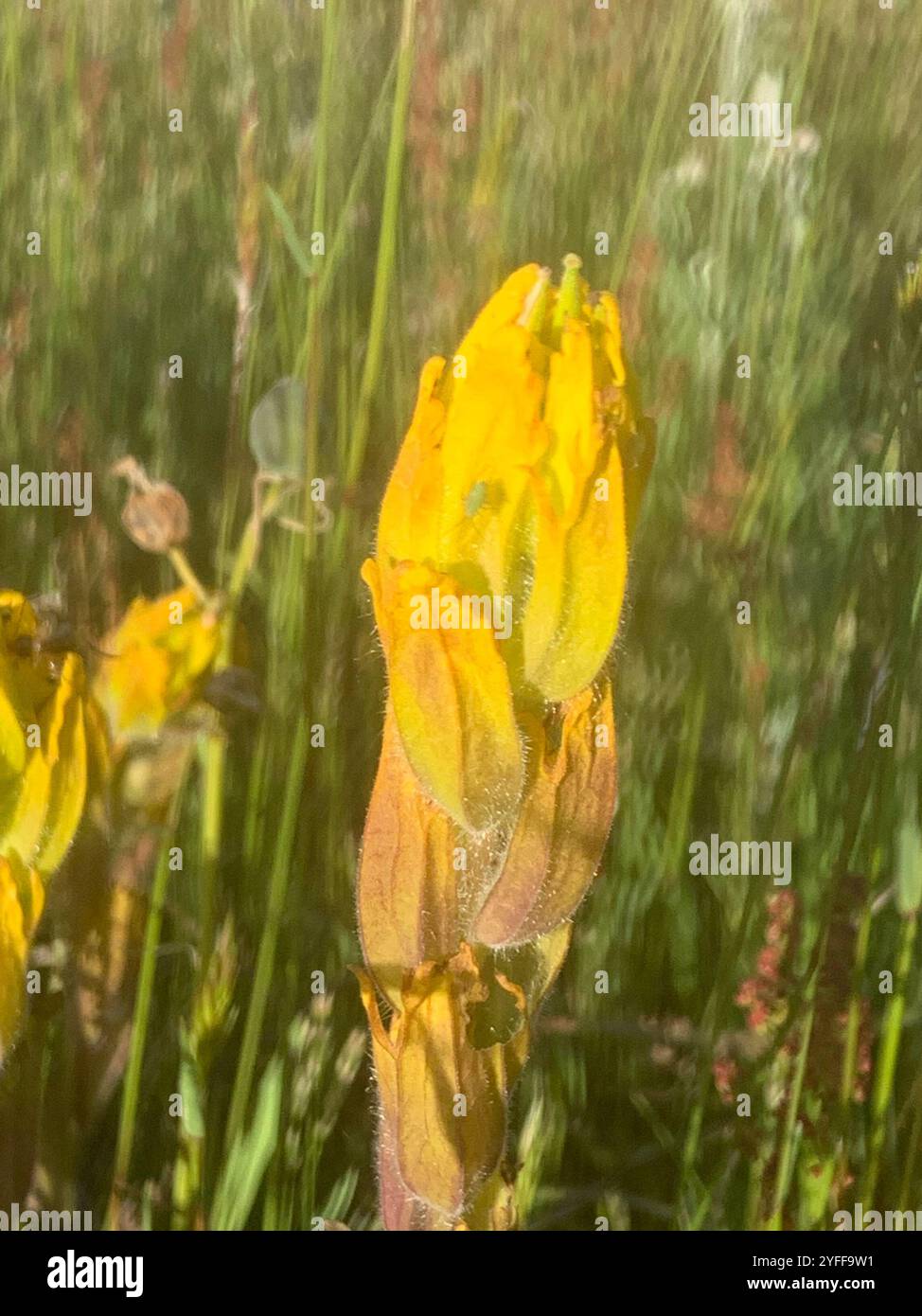 Levisecta hi-res stock photography and images - Alamy