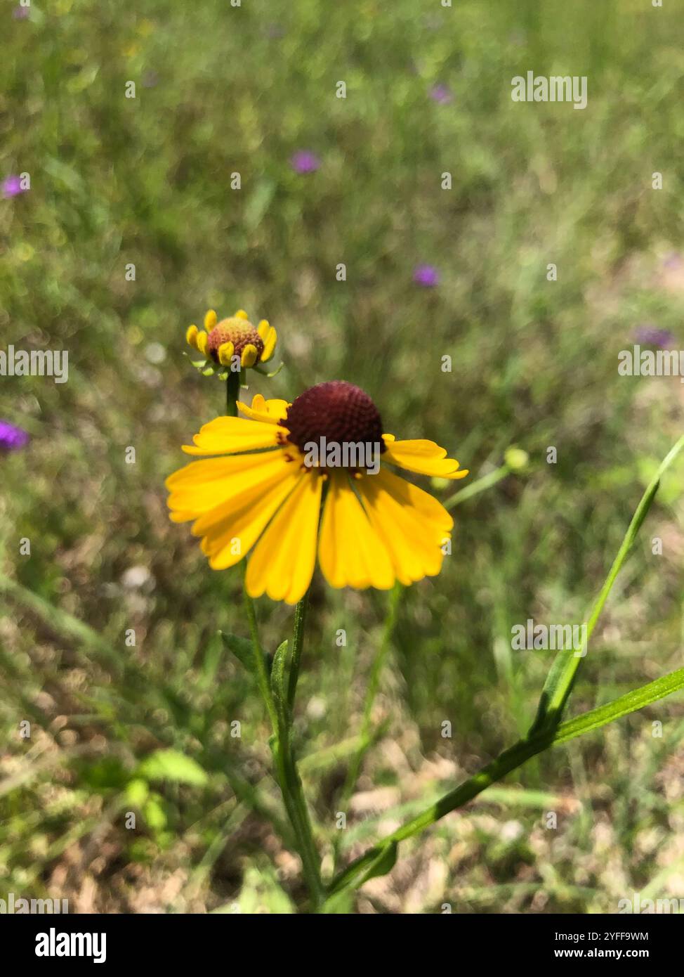 Southern Sneezeweed (Helenium flexuosum Stock Photo - Alamy