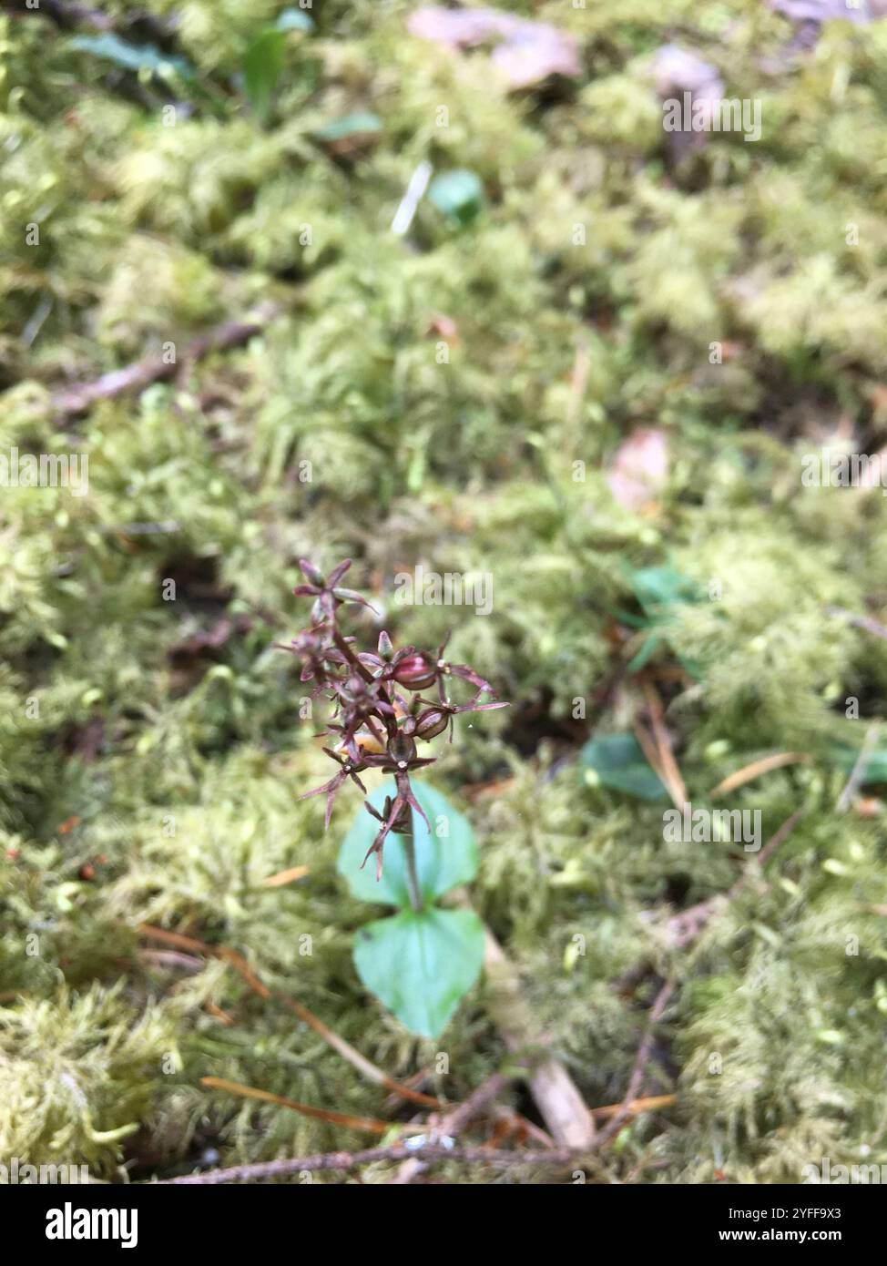 Heartleaf Twayblade (Neottia cordata Stock Photo - Alamy