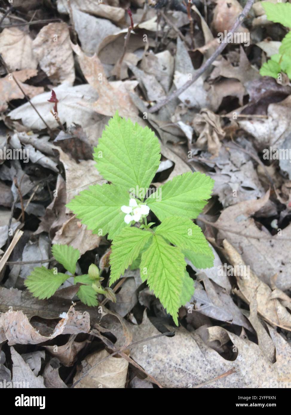 dwarf raspberry (Rubus pubescens Stock Photo - Alamy