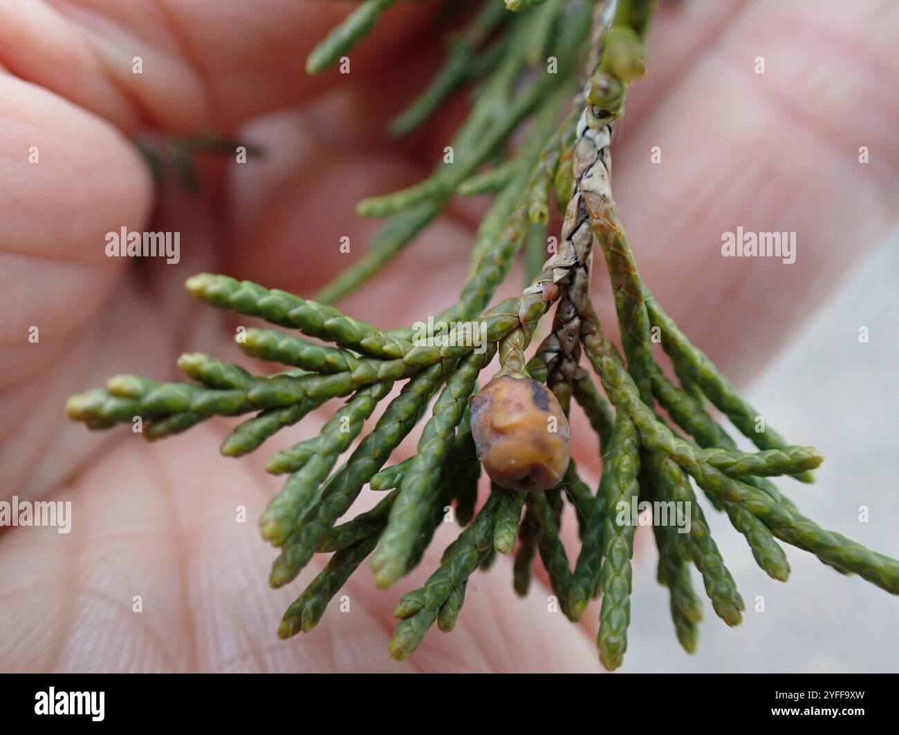Seaside Juniper (Juniperus maritima Stock Photo - Alamy