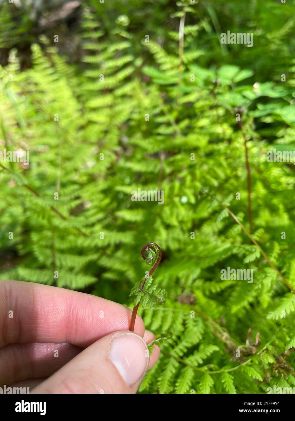 Cystopteris bulbifera hi-res stock photography and images - Alamy