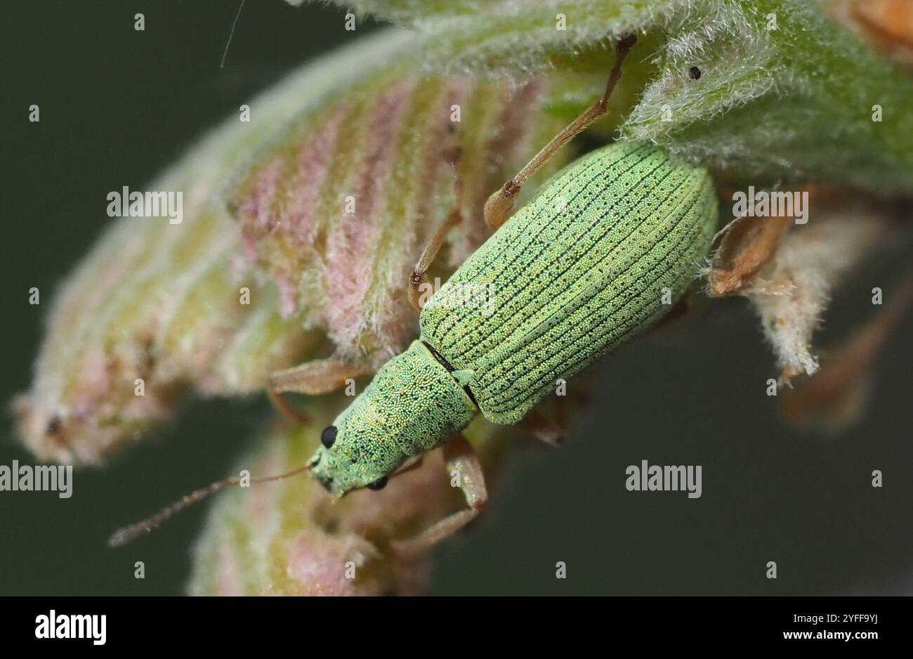 Pale Green Weevil (Polydrusus impressifrons Stock Photo - Alamy