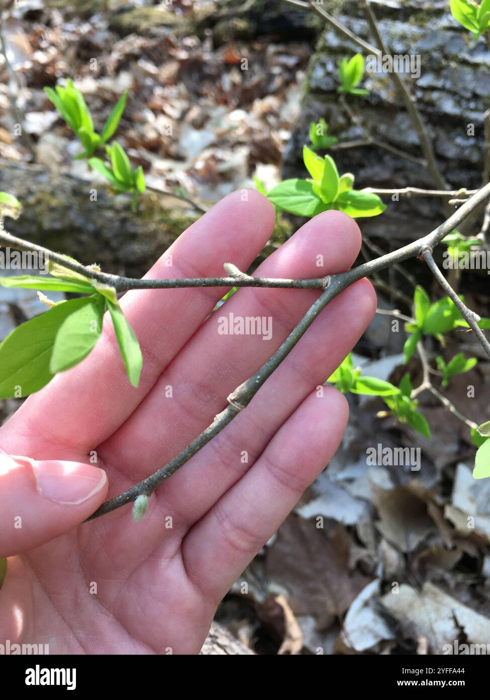eastern leatherwood (Dirca palustris Stock Photo - Alamy