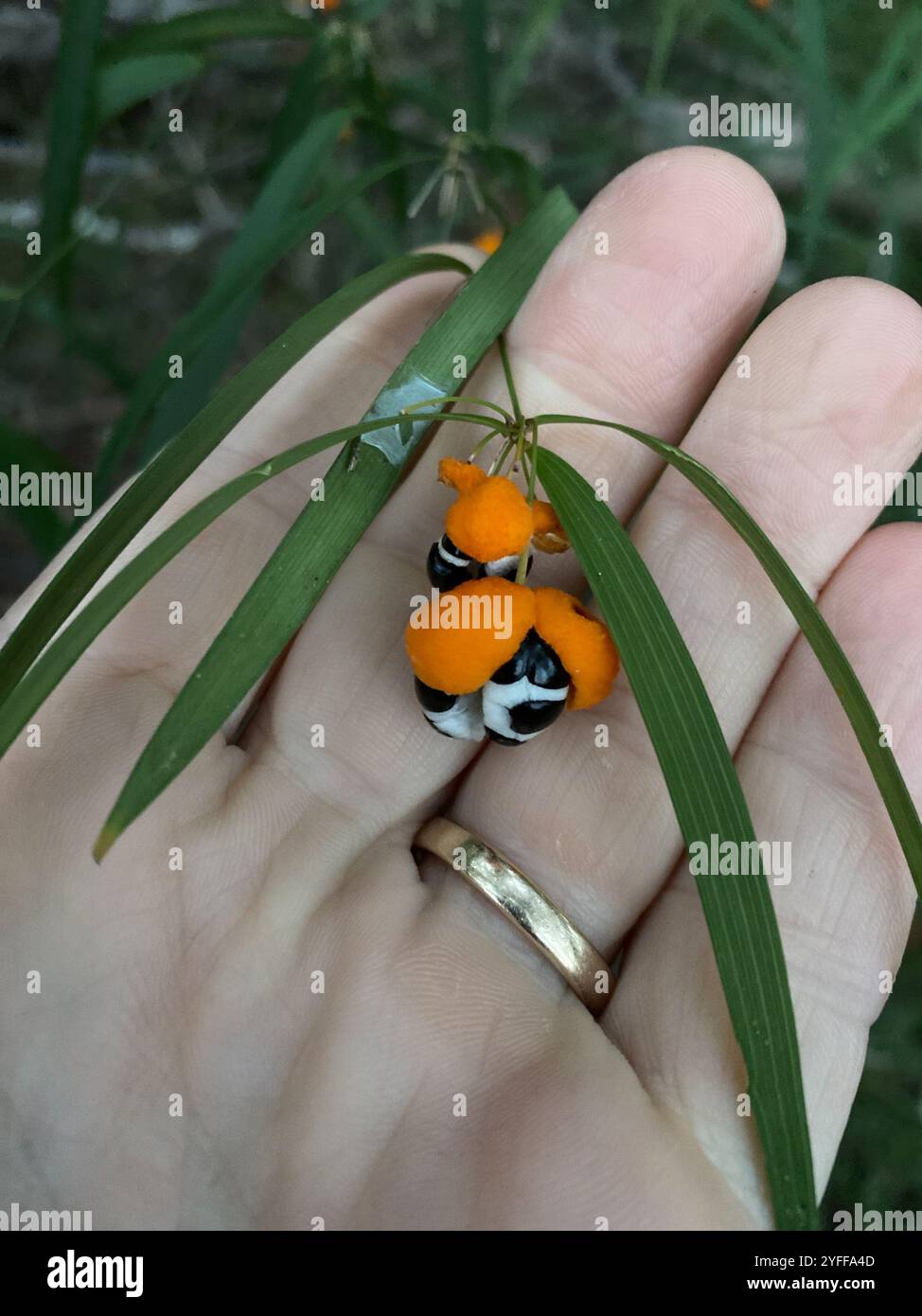 Wombat Berry (Eustrephus latifolius Stock Photo - Alamy