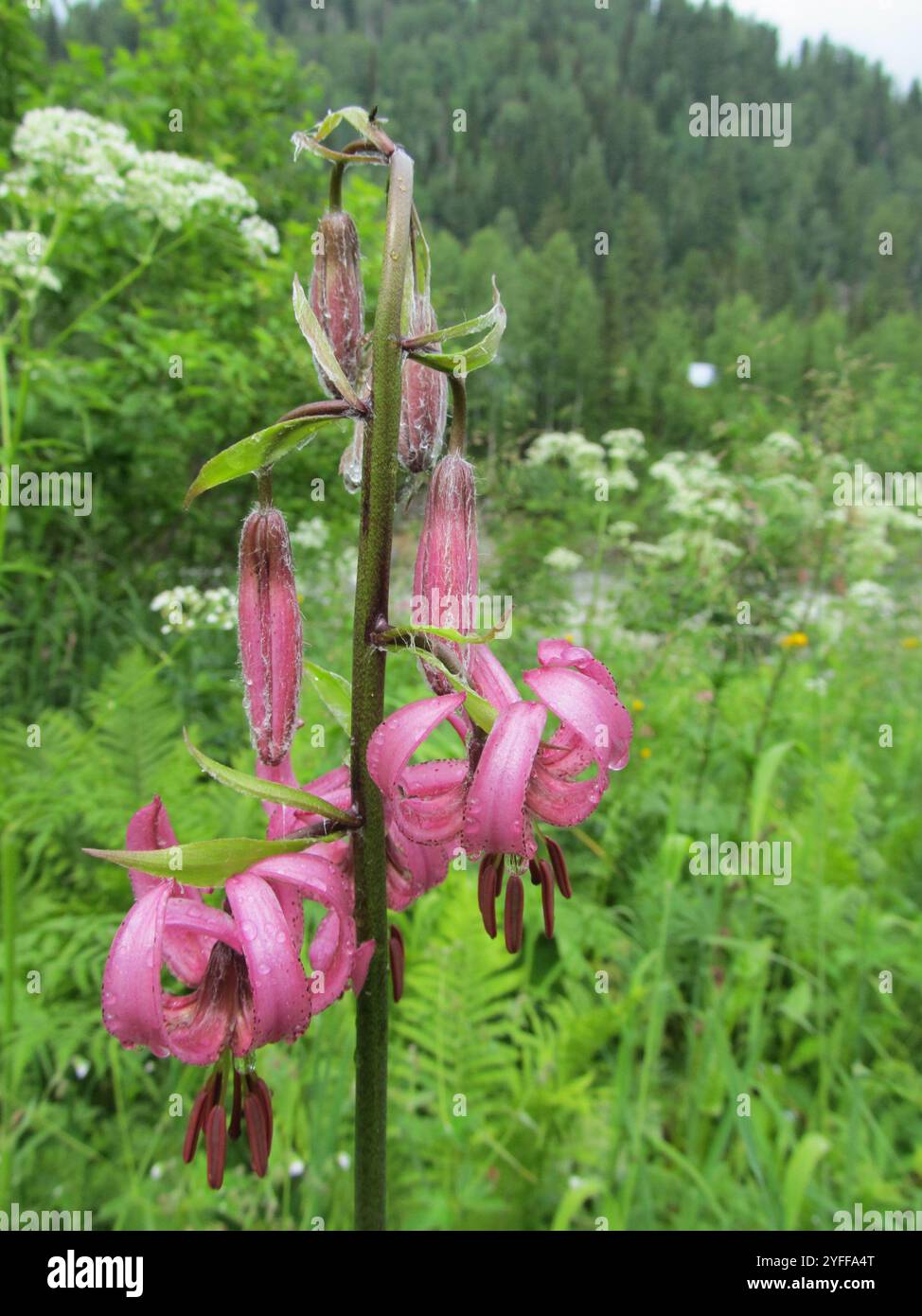 Lilium pilosiusculum hi-res stock photography and images - Alamy