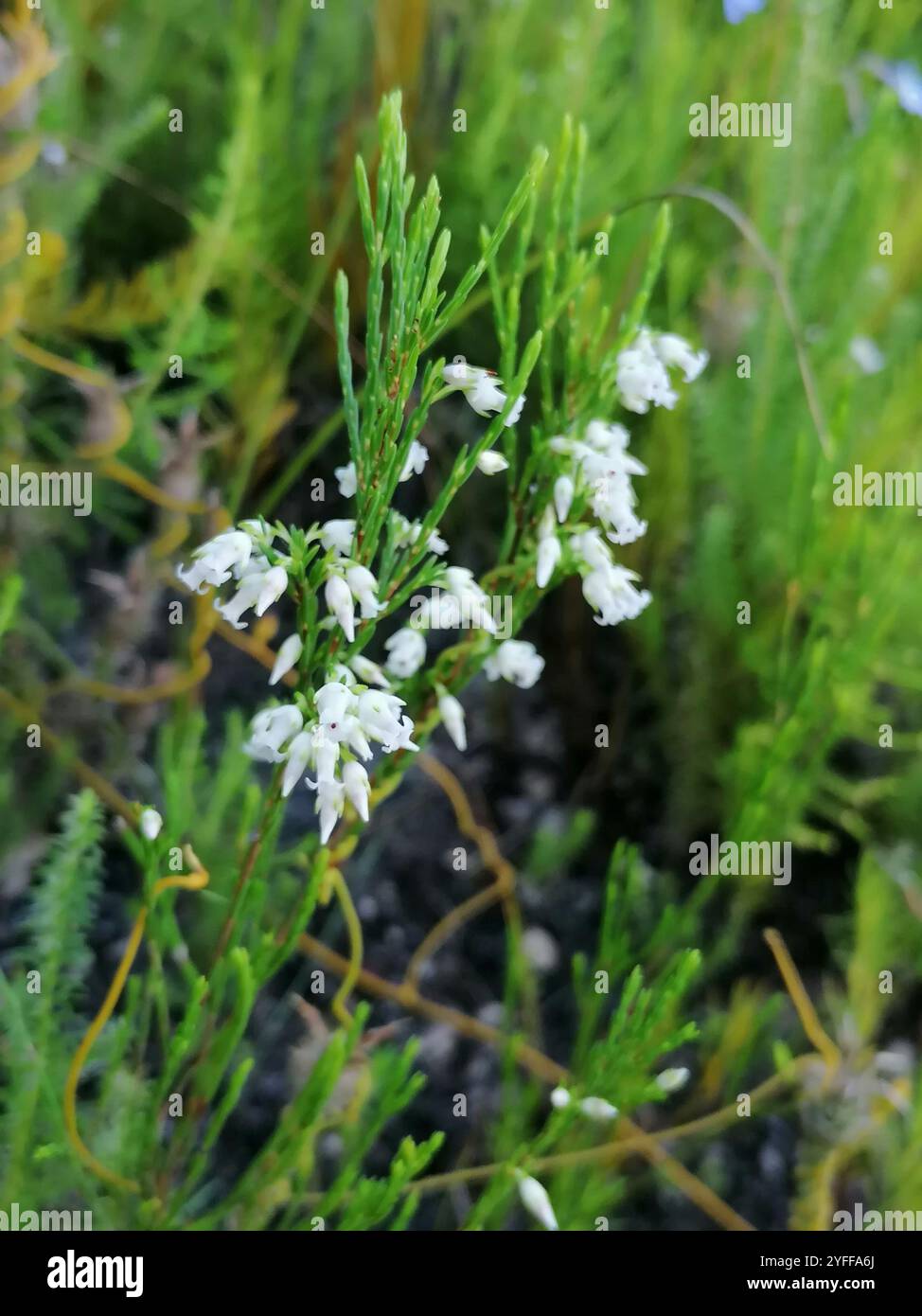 Rice Heath (Erica lutea Stock Photo - Alamy