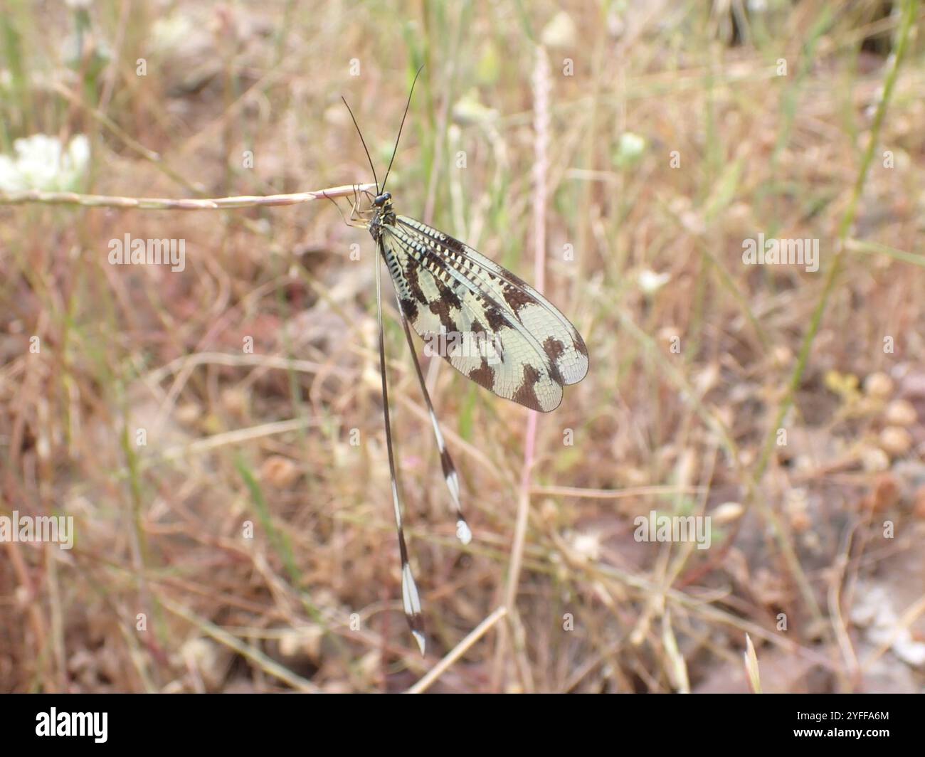 Sinuated Spoonwing (Nemoptera sinuata Stock Photo - Alamy