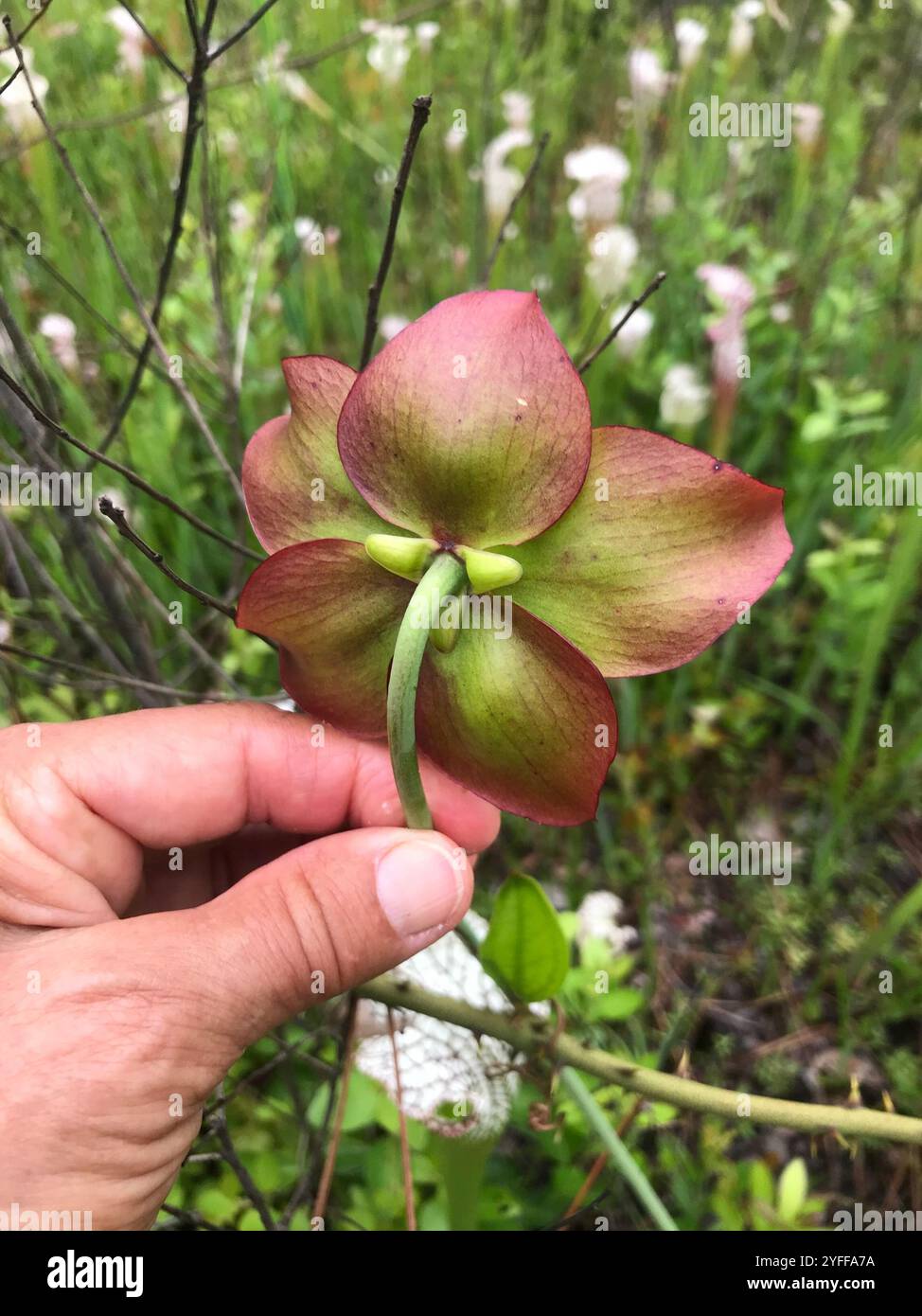 white pitcher plant (Sarracenia leucophylla Stock Photo - Alamy