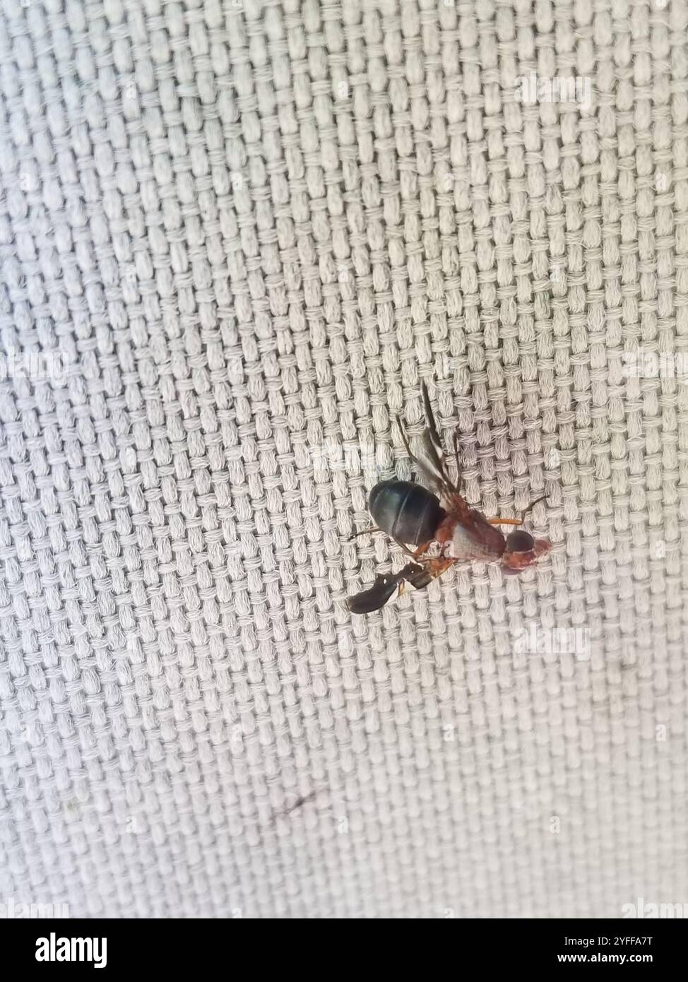 Common Picture-winged Fly (Delphinia picta Stock Photo - Alamy