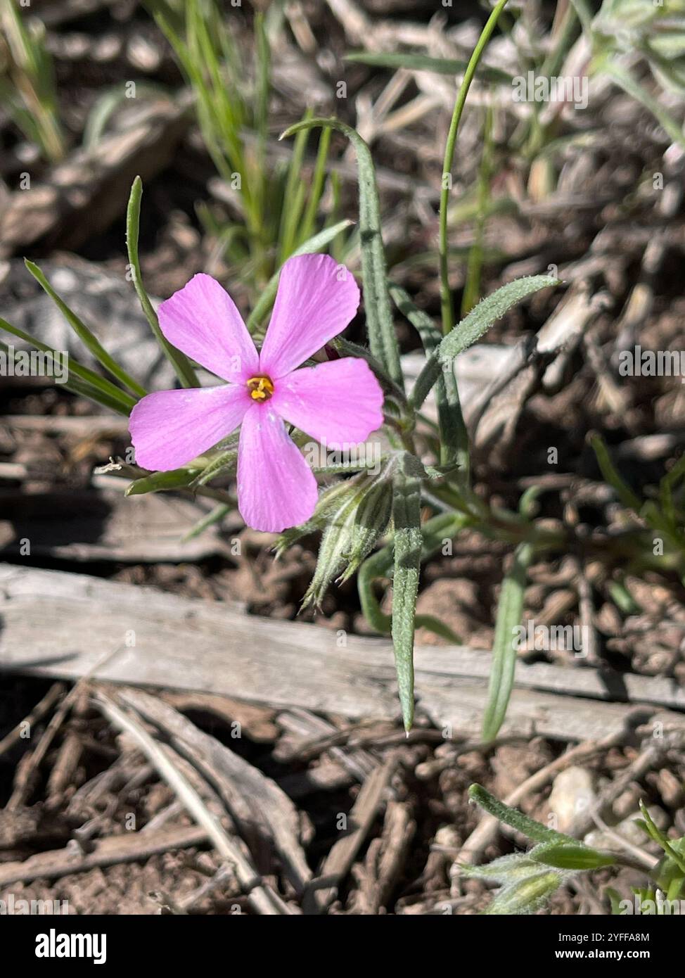 Longleaf Phlox (Phlox longifolia Stock Photo - Alamy