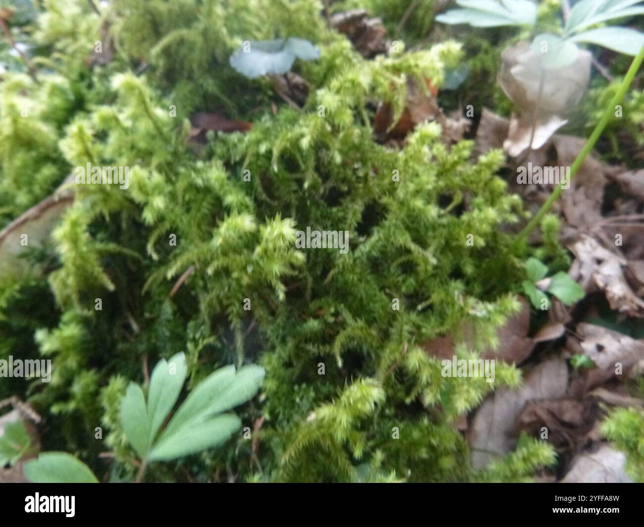 rough goose neck moss (Hylocomiadelphus triquetrus Stock Photo - Alamy