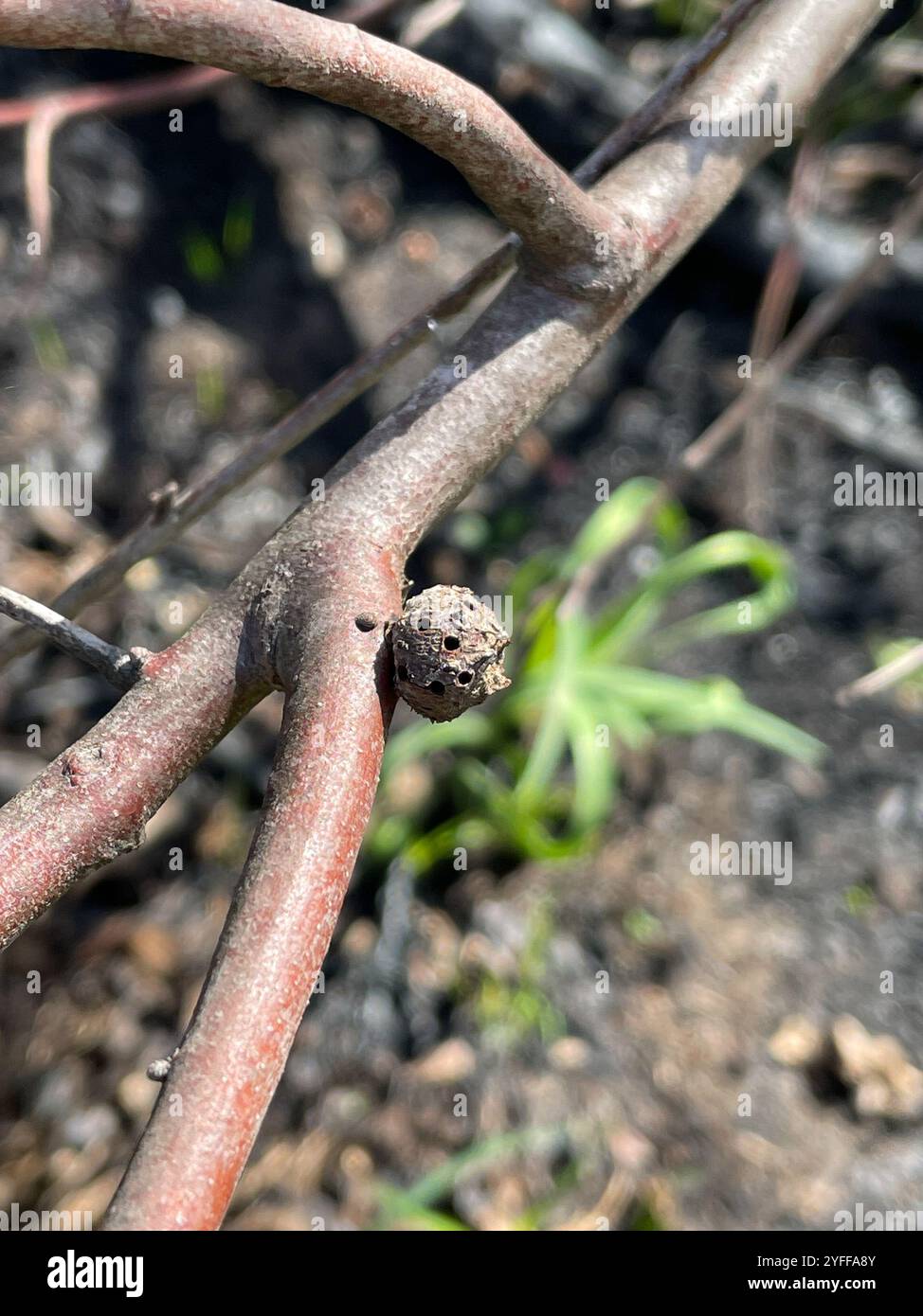 Gall Wasps (Cynipidae Stock Photo - Alamy