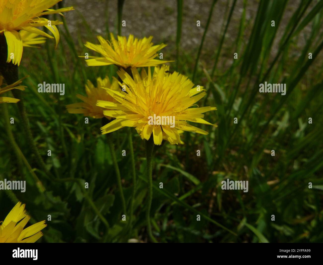 Common Hawkbit (Leontodon hispidus hispidus Stock Photo - Alamy