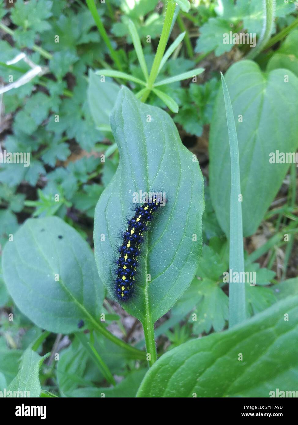 Police Car Moth (Gnophaela vermiculata Stock Photo - Alamy