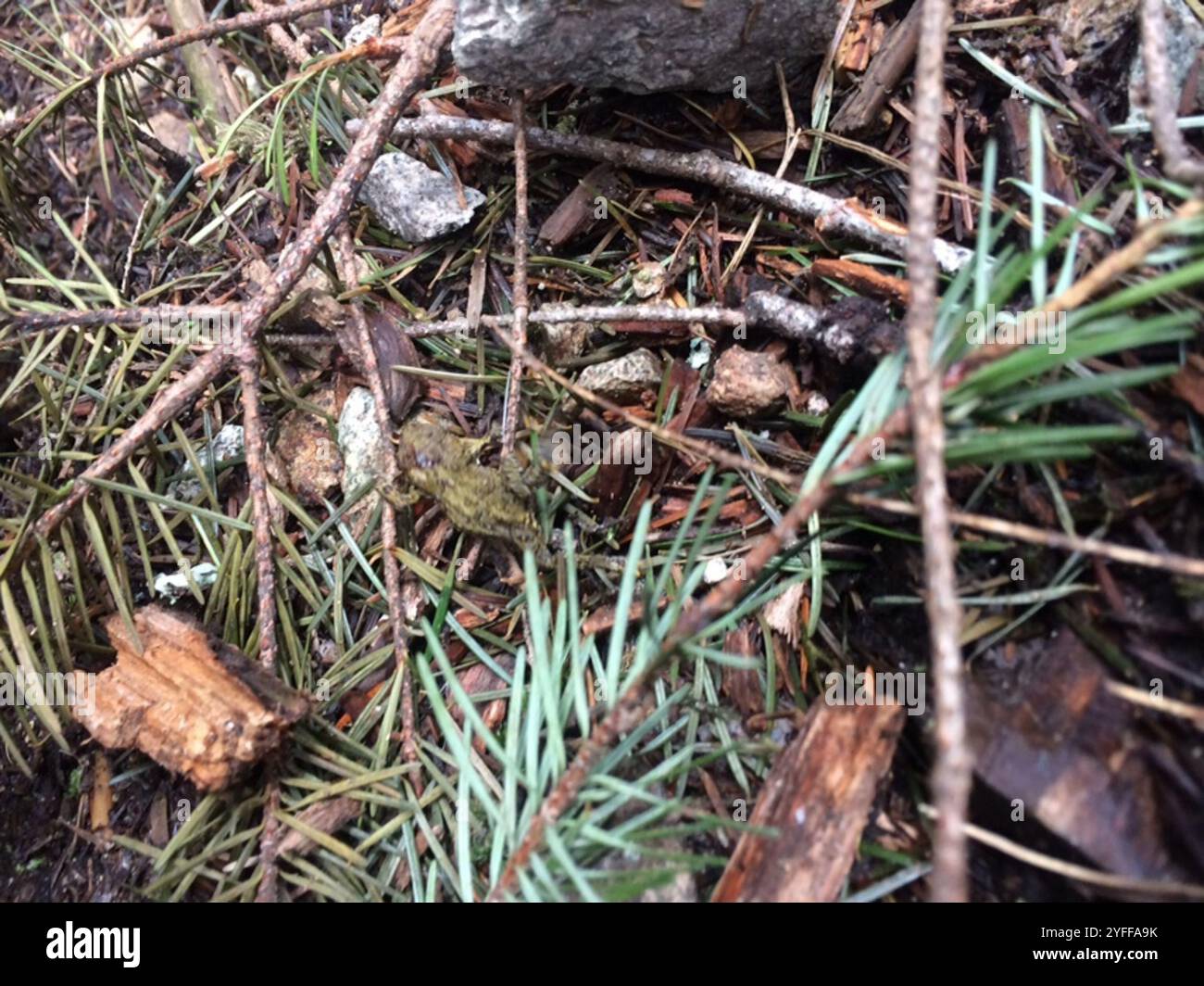 Western Toad (Anaxyrus boreas Stock Photo - Alamy