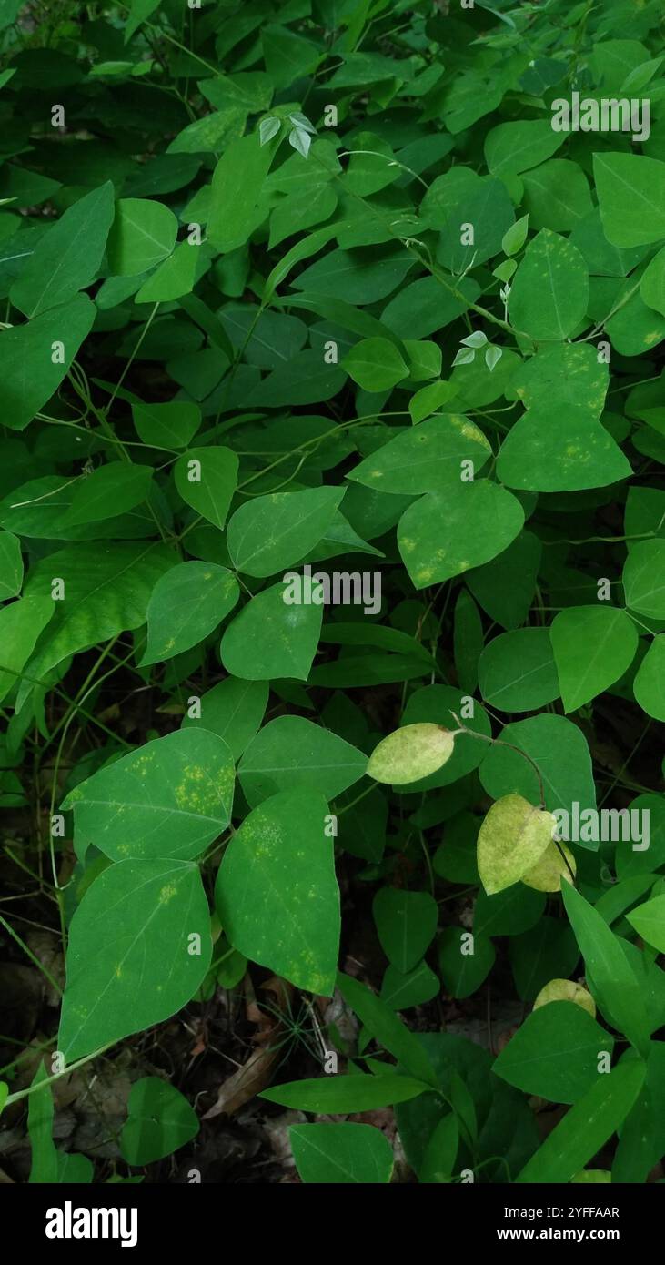 American hog-peanut (Amphicarpaea bracteata Stock Photo - Alamy