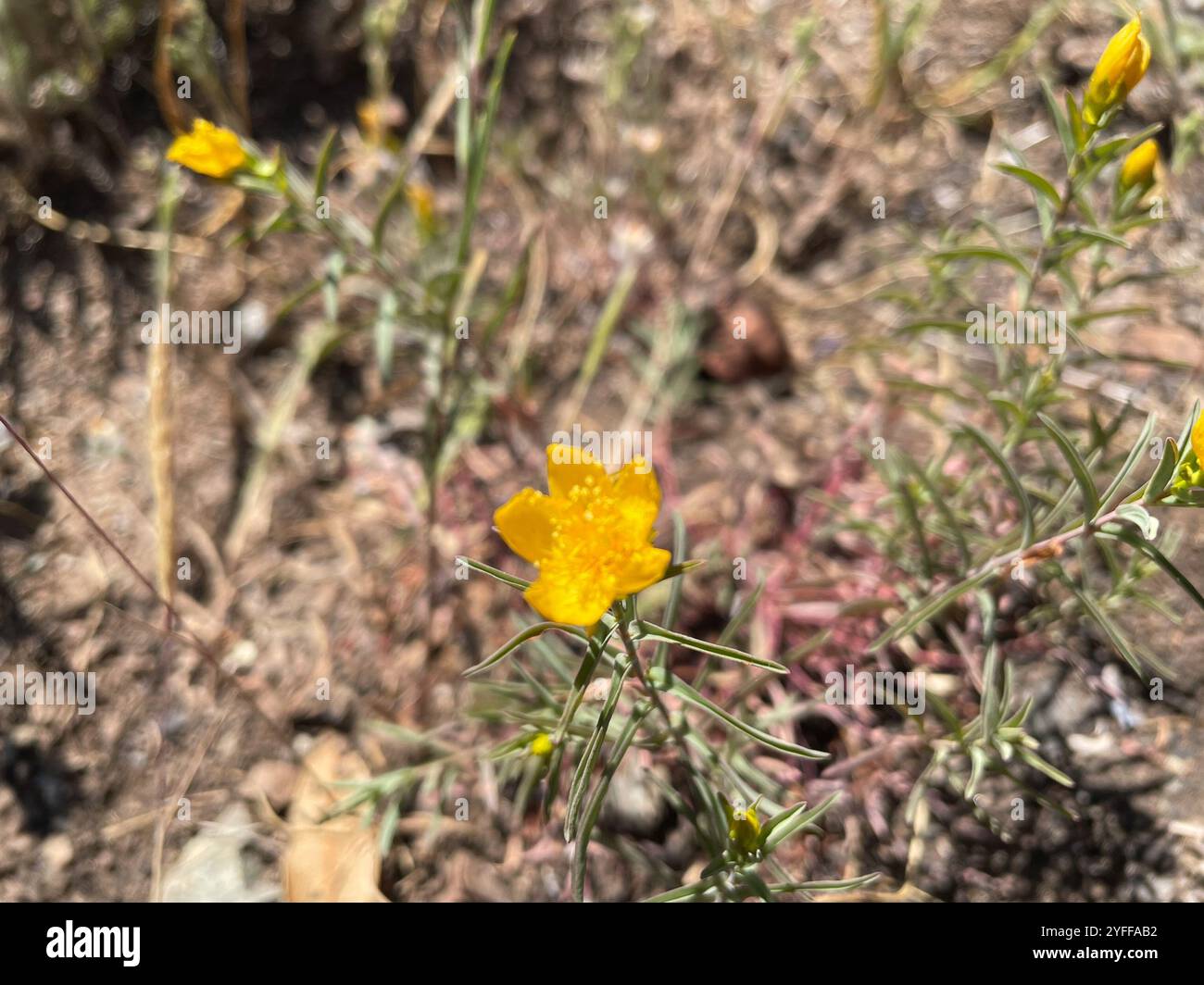 Goldwire hi-res stock photography and images - Alamy