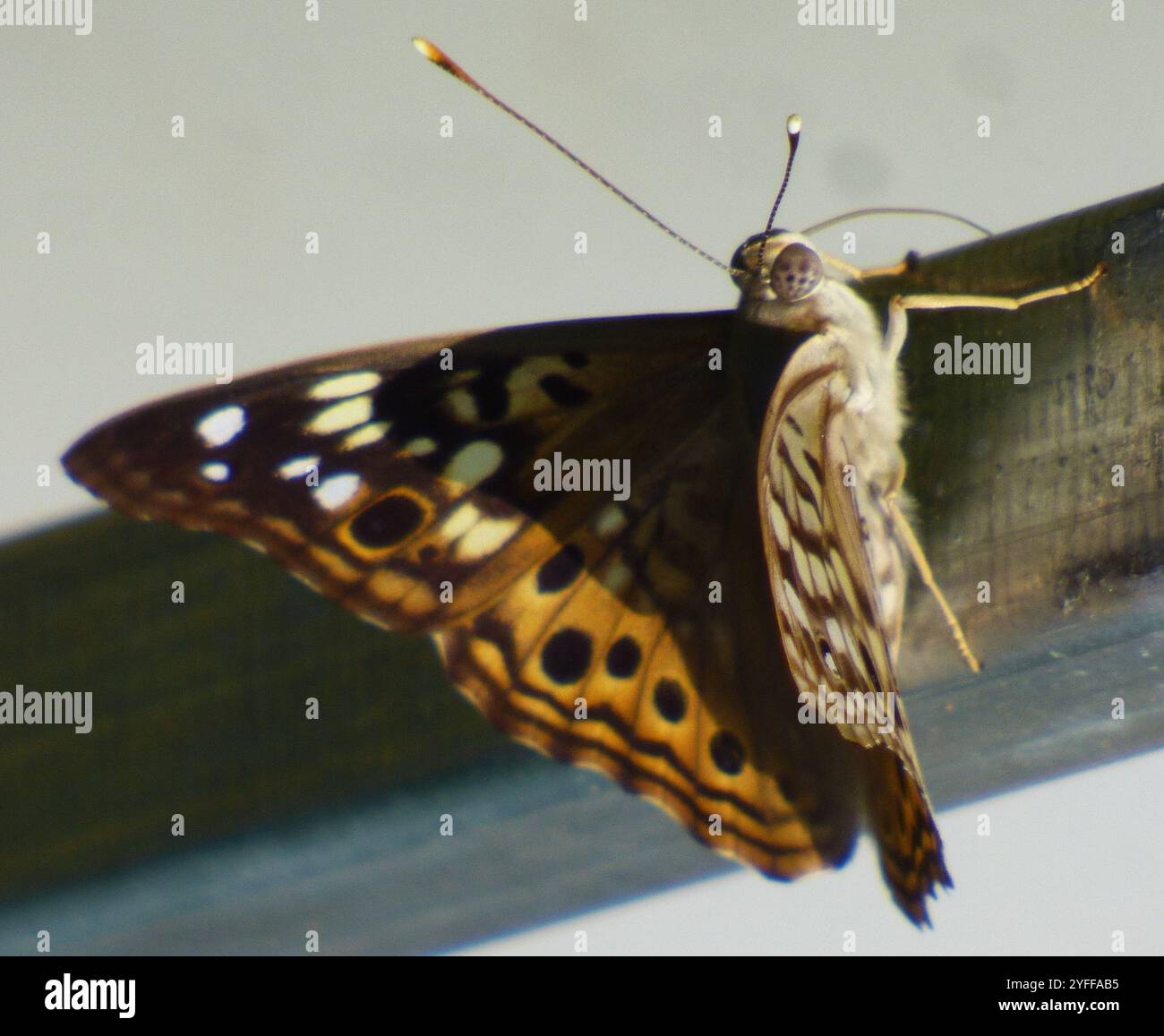 Hackberry Emperor (Asterocampa celtis Stock Photo - Alamy