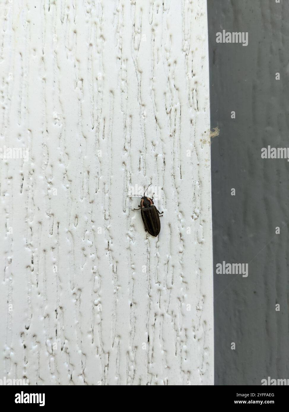 Winter Firefly (Ellychnia corrusca Stock Photo - Alamy