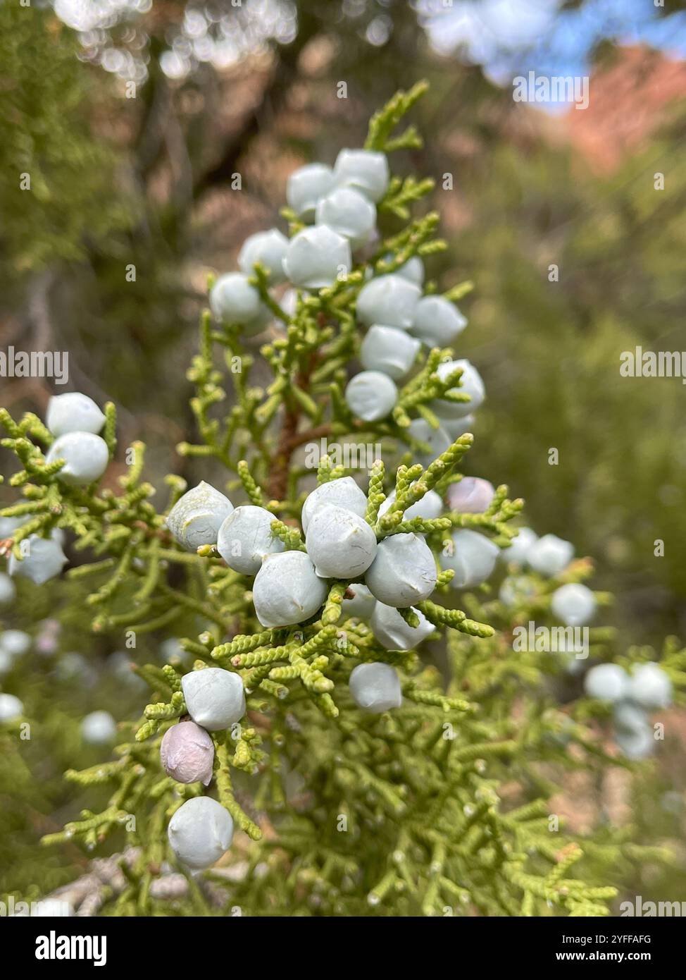 Utah Juniper (Juniperus osteosperma Stock Photo - Alamy