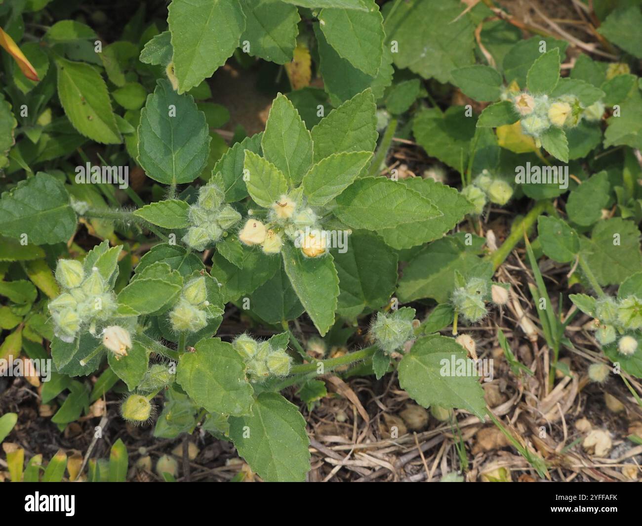 flannel weed (Sida cordifolia Stock Photo - Alamy