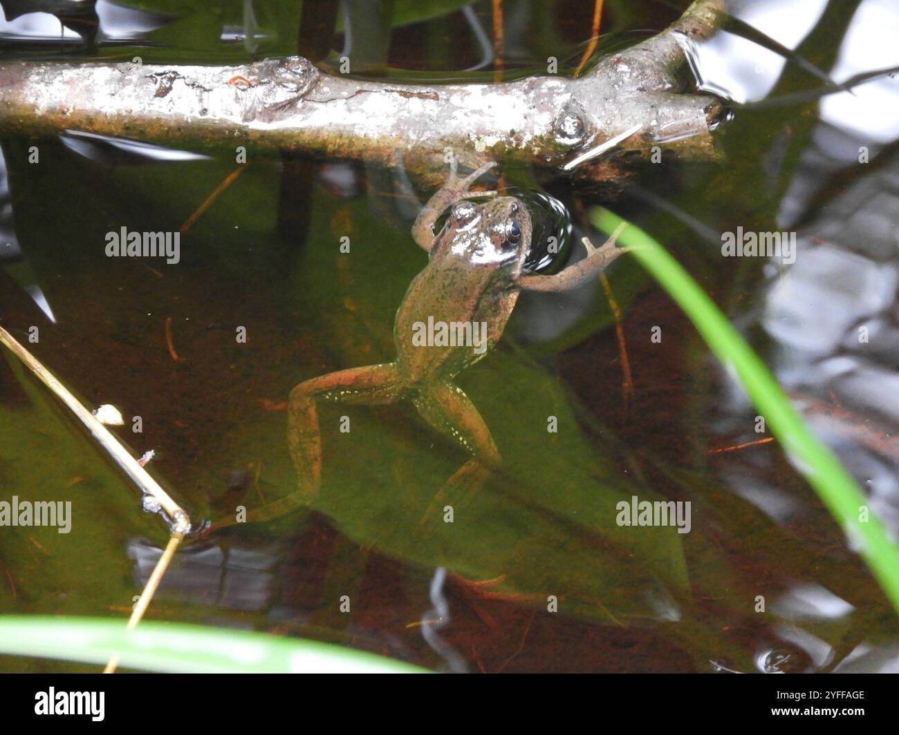 Northern red legged frog hi-res stock photography and images - Alamy