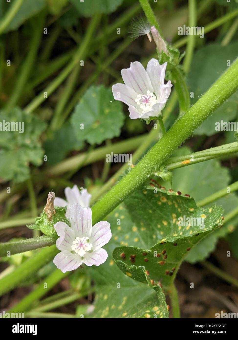 dwarf mallow (Malva neglecta Stock Photo - Alamy