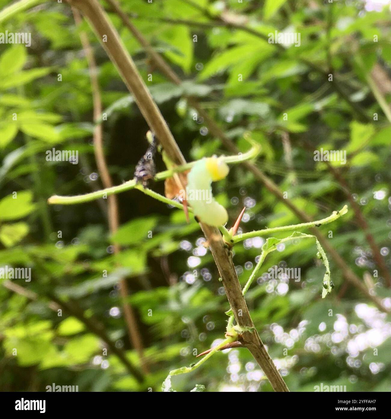 Imported currantworm hi-res stock photography and images - Alamy