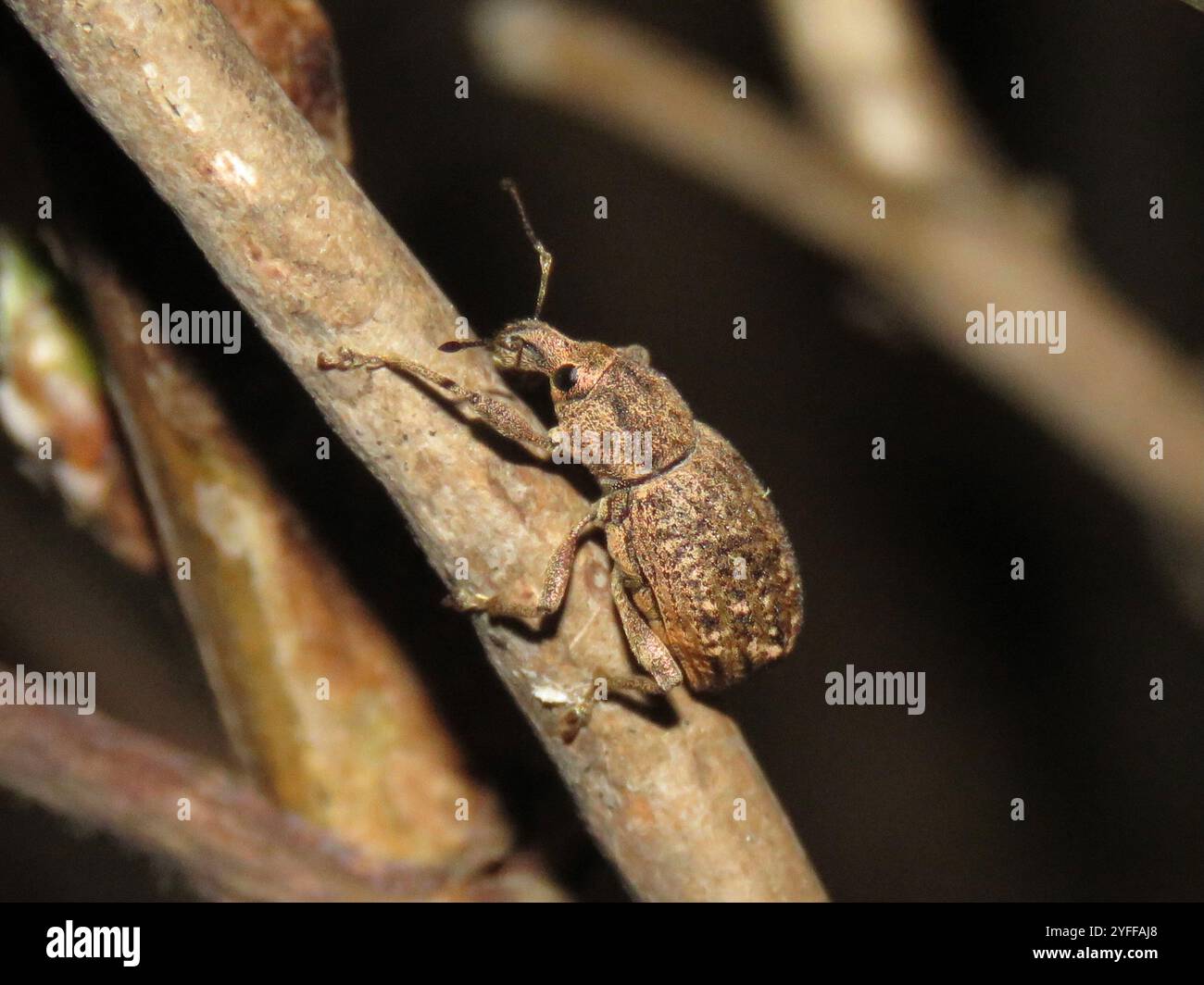 Broad-nosed Weevils (Entiminae Stock Photo - Alamy