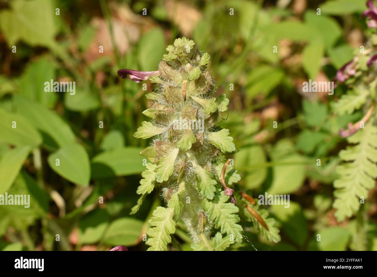 Canadian lousewort (Pedicularis canadensis Stock Photo - Alamy