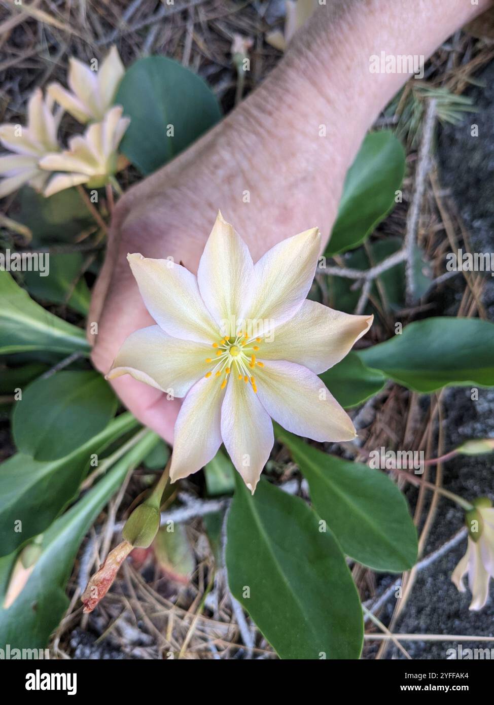 Tweedy's lewisia (Lewisiopsis tweedyi Stock Photo - Alamy