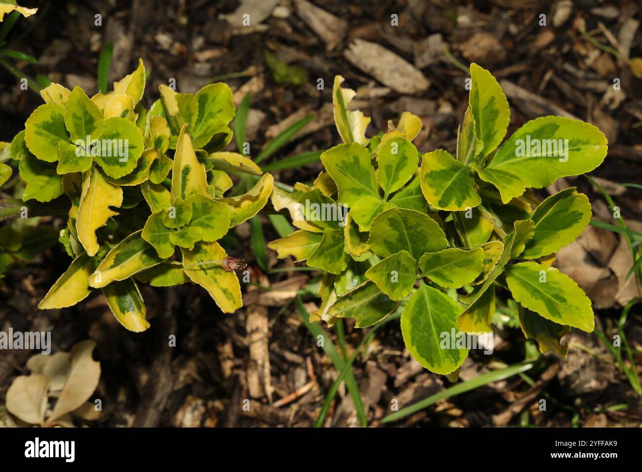 Japanese spindle tree (Euonymus japonicus Stock Photo - Alamy