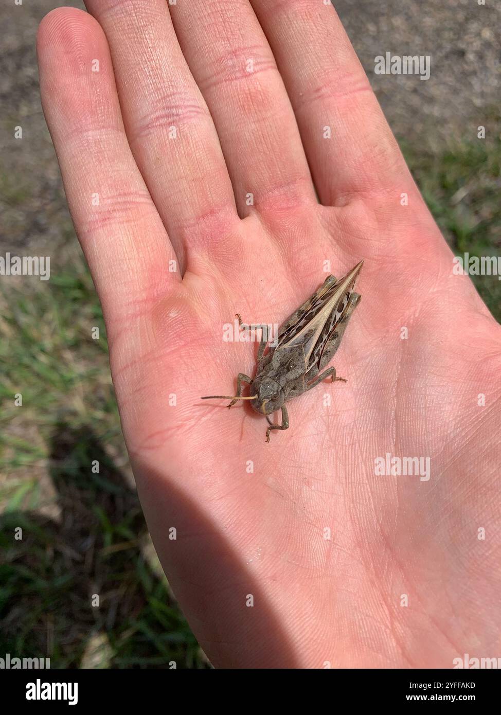 Coral-winged Grasshopper (Pardalophora apiculata Stock Photo - Alamy