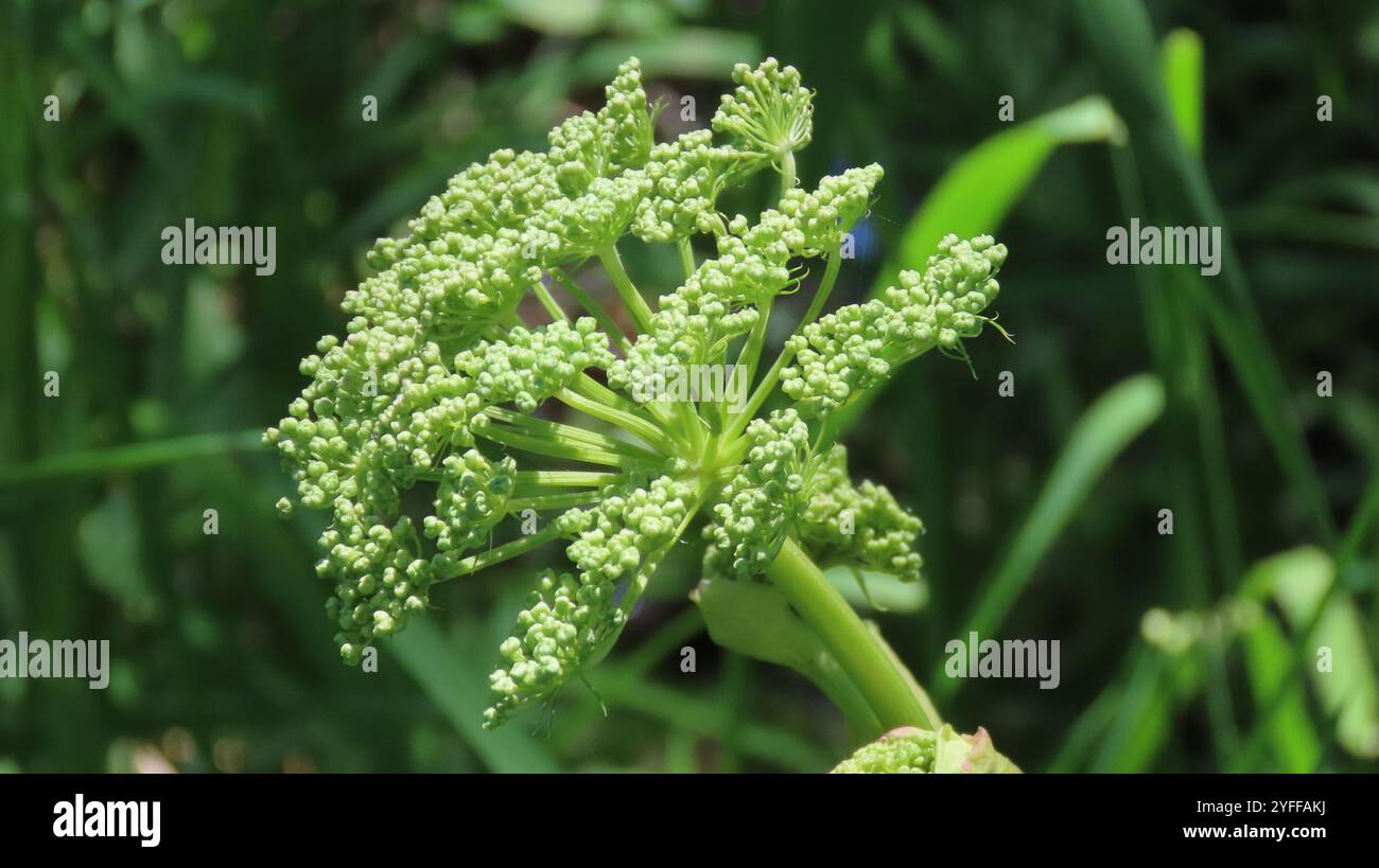purple-stemmed angelica (Angelica atropurpurea Stock Photo - Alamy