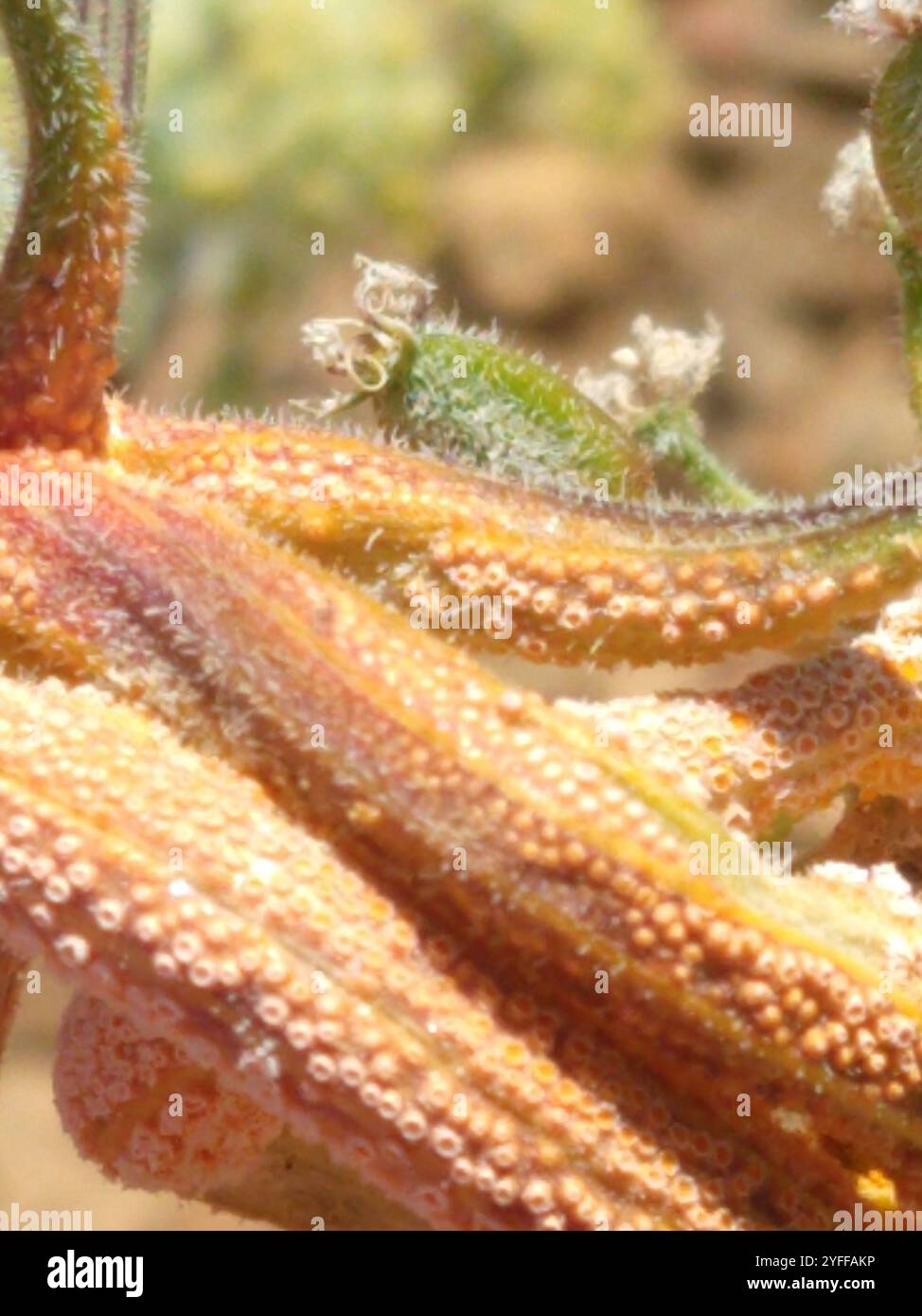 rust fungi (Pucciniales Stock Photo - Alamy