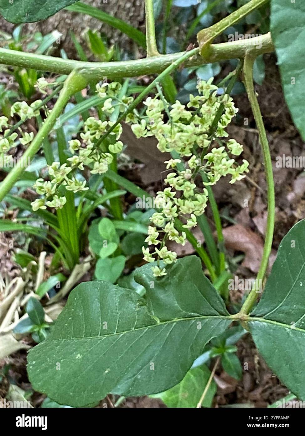 eastern poison ivy (Toxicodendron radicans Stock Photo - Alamy