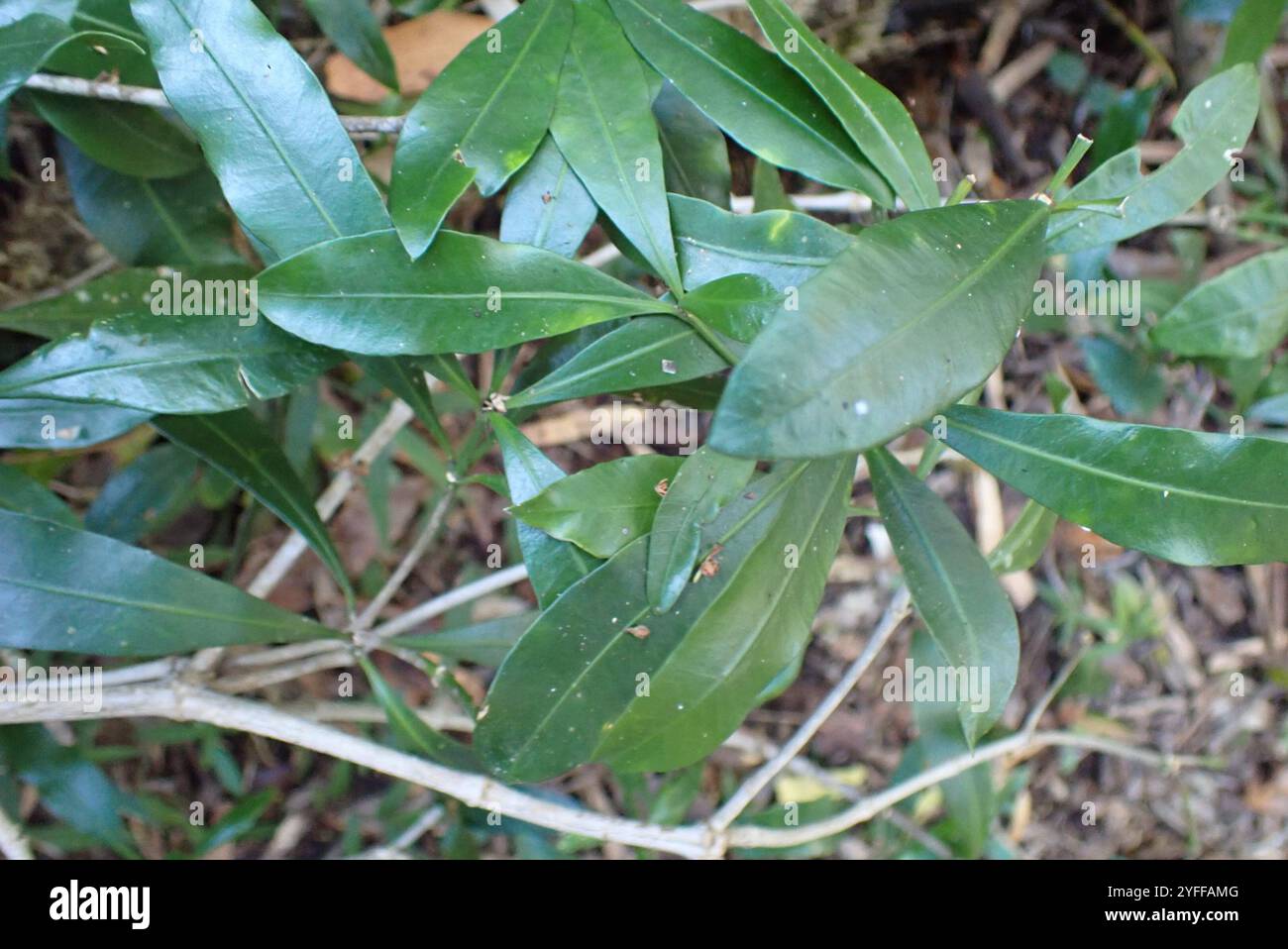 Knysna Boxwood (Gonioma kamassi Stock Photo - Alamy