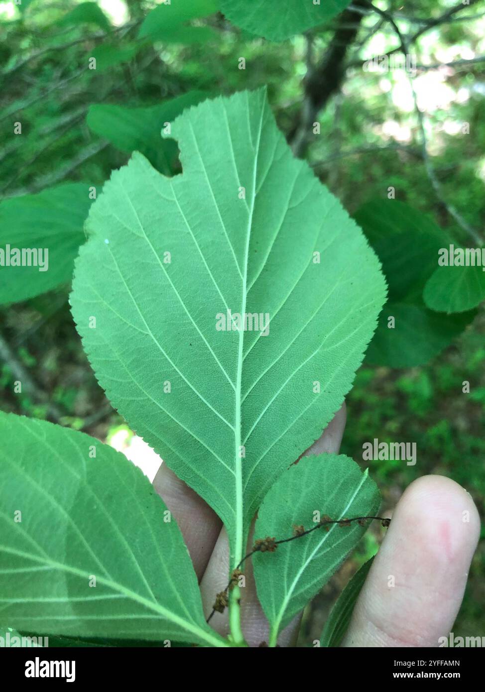 Pear Hawthorn (Crataegus calpodendron Stock Photo - Alamy