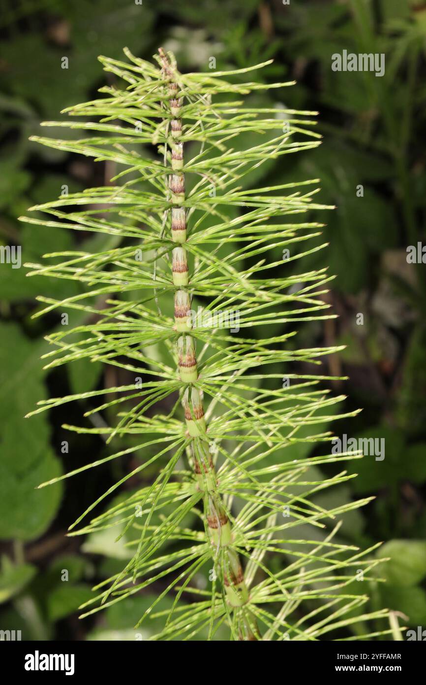 great horsetail (Equisetum telmateia Stock Photo - Alamy