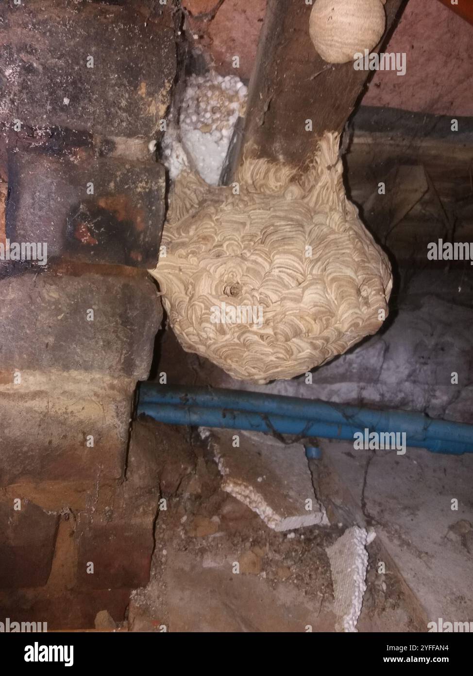 Hornets and Yellowjackets (Vespinae Stock Photo - Alamy