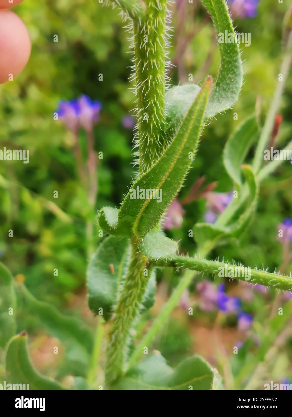 Italian Bugloss (Anchusa azurea Stock Photo - Alamy