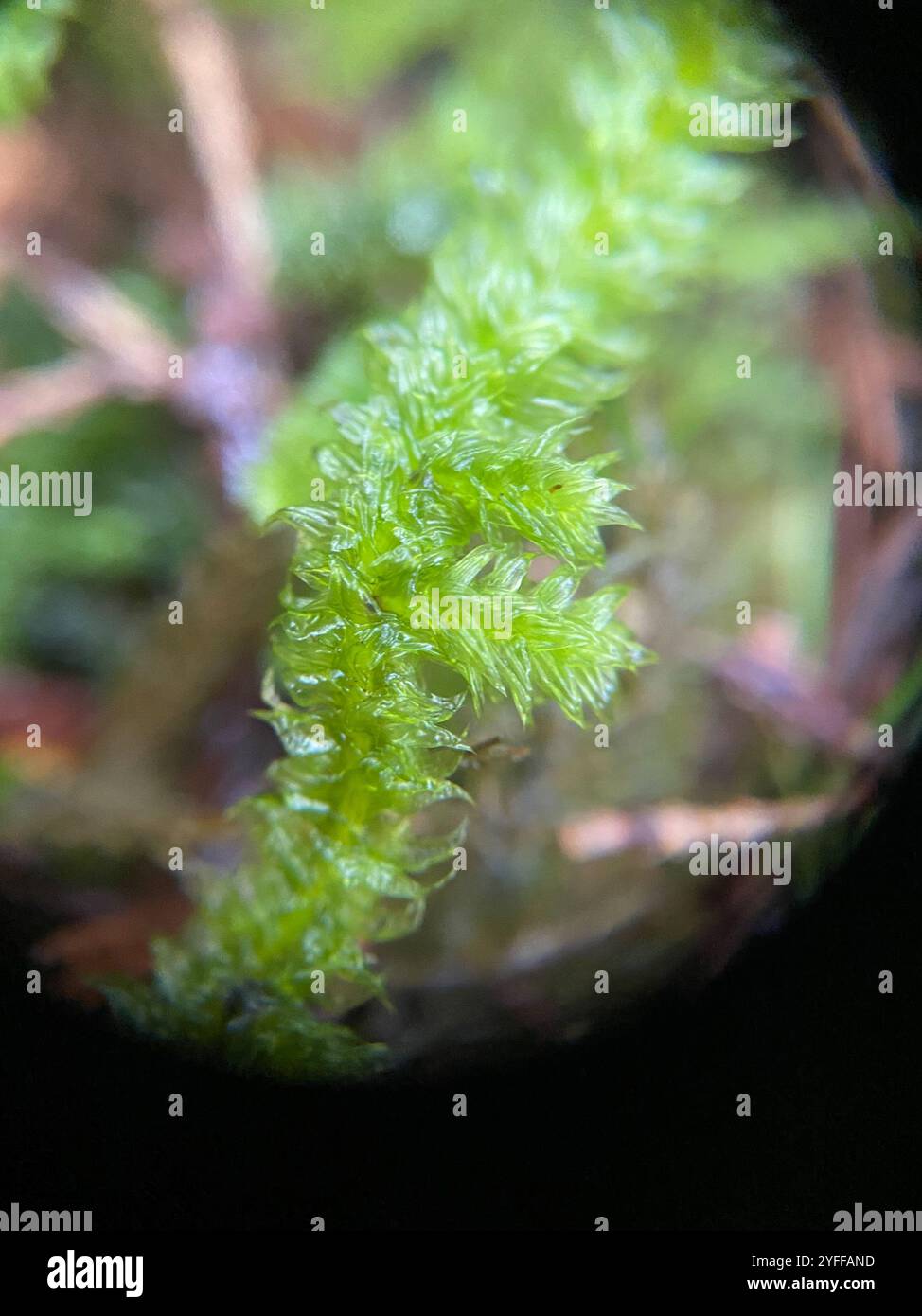 Pipecleaner Moss (Rhytidiopsis robusta Stock Photo - Alamy