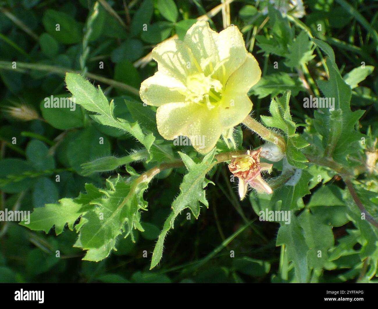 cutleaf evening primrose (Oenothera laciniata Stock Photo - Alamy