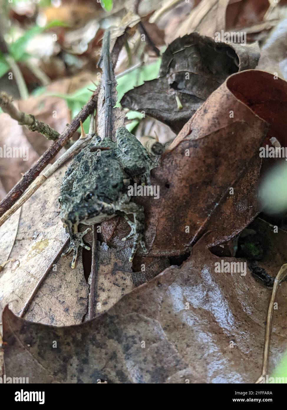 Northern Cricket Frog (Acris crepitans Stock Photo - Alamy