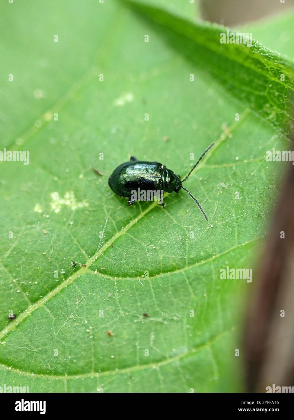 Grape Flea Beetle (Altica chalybea Stock Photo - Alamy