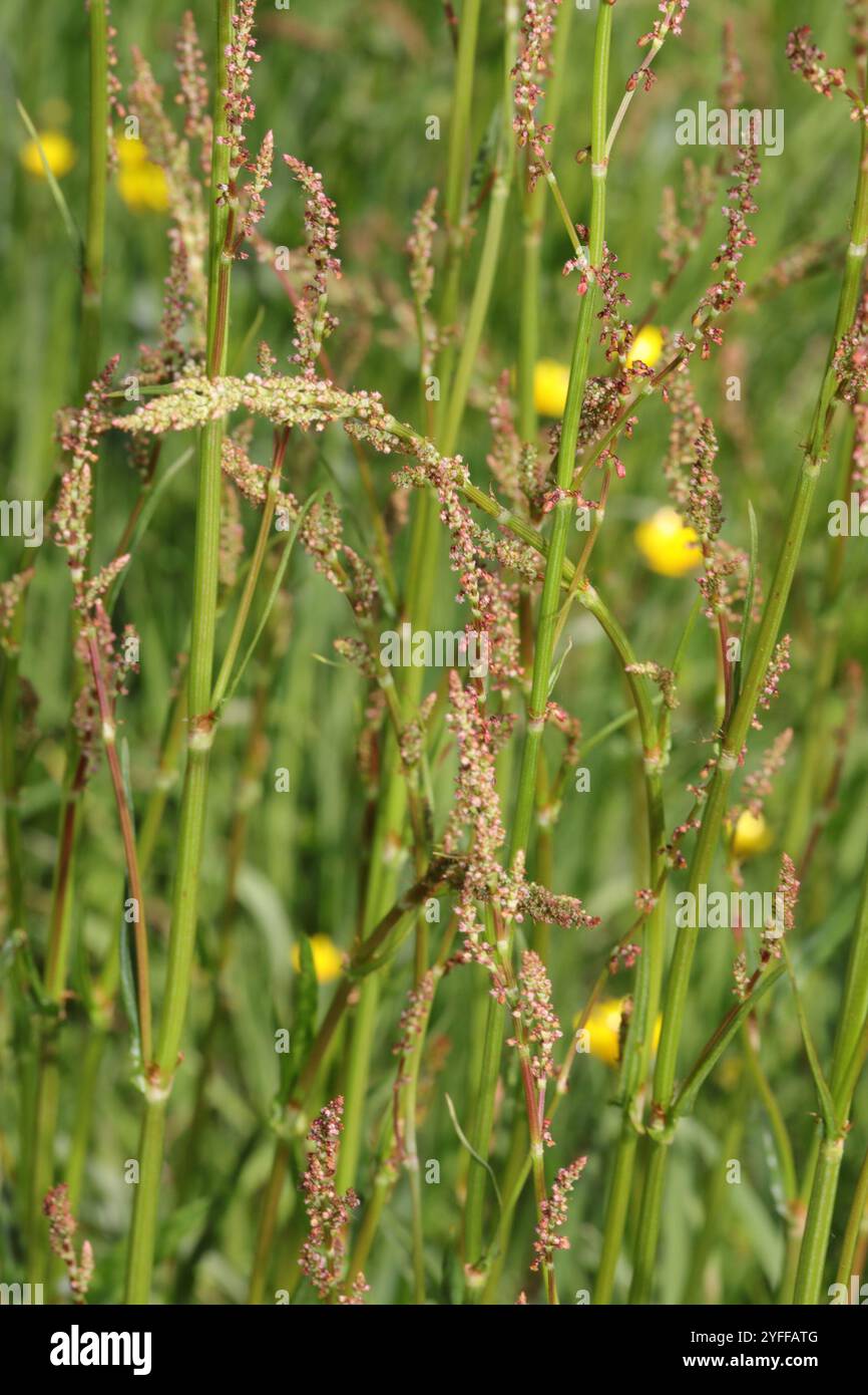 Common Sorrel (Rumex acetosa Stock Photo - Alamy