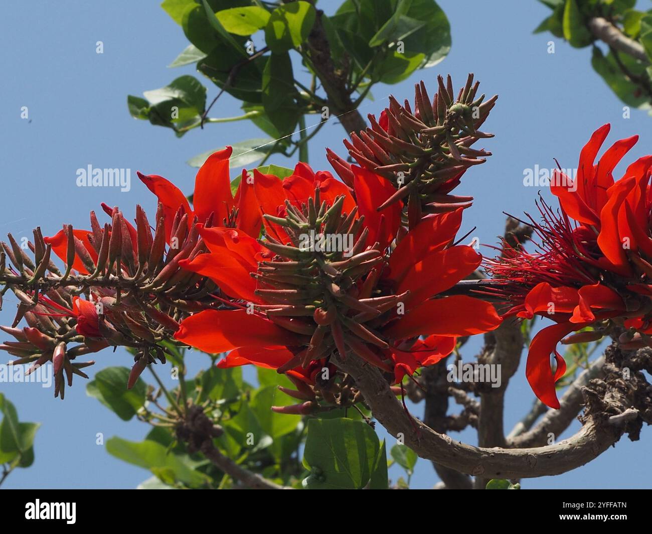 Indian coral tree (Erythrina variegata Stock Photo - Alamy